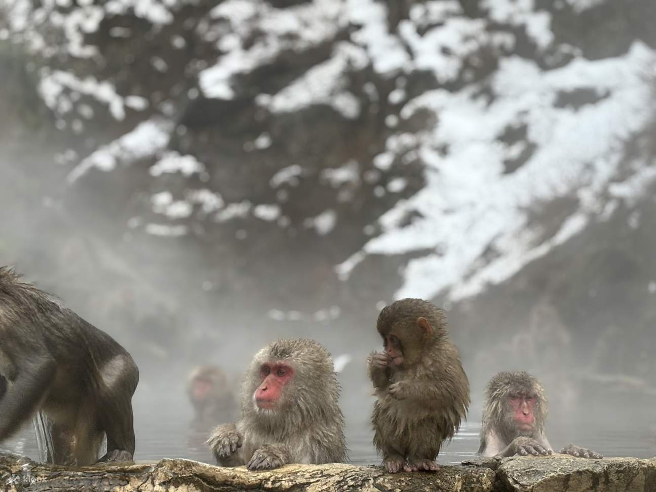 [Nagano Day Trip] Togakushi Shrine & Jigokudani Monkey Park Snow Monkey ...